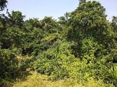 Plots for Sale in Palghar: 54+ Residential Land & Plots in Palghar