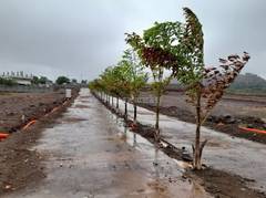 Pahine, Nashik: Map, Property Rates, Projects, Photos, Reviews, Info