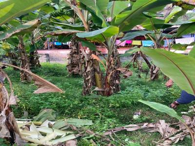 1519 Sq-ft Residential Plot & Land for Sale in Pazhayannur,Thrissur ...