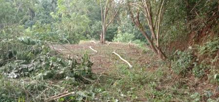 Buy Agricultural Land in Konaje,Mangalore - 1 Acre | Posted by Owner