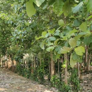 Agricultural Land in Parappana Agrahara Main Road, Bangalore: Farm ...