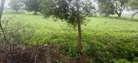 Agriculture Land for Sale in Madhya Pradesh: Check 410+ Agricultural ...