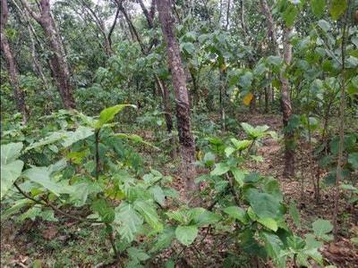 Agriculture Land for Sale in Kerala: Check 293+ Agricultural & Farm ...